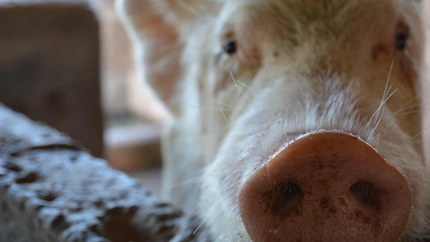 Farm tours in Nairobi Kenya, perfect for kids and school trips